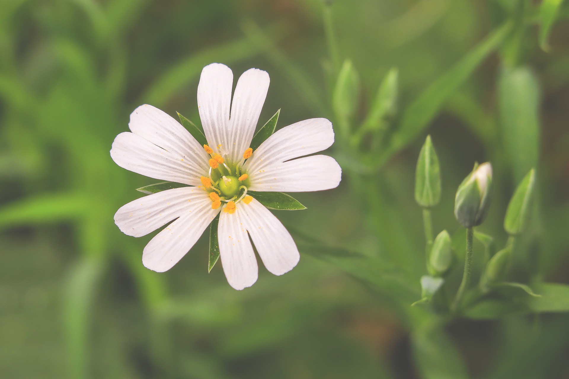 Useful Weeds: Chickweed (stellaria media) – Herbal Journal