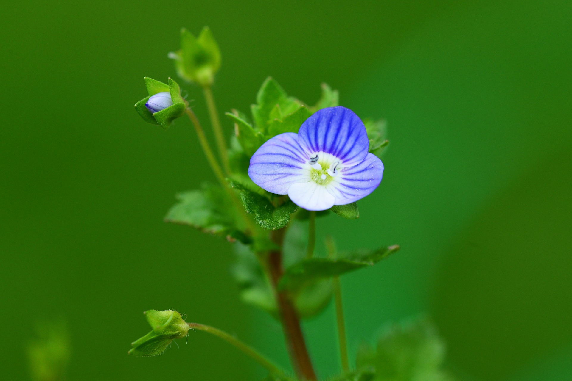 Useful Weeds: Grey Field Speedwell – Herbal Journal